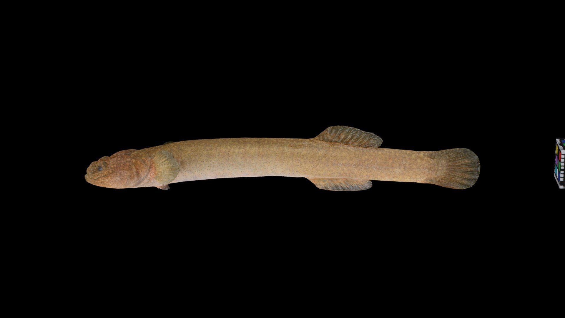 CC0 ミミズハゼ 🐟 ♀ Worm Goby, Luciogobius guttatus - Download Free 3D model ...