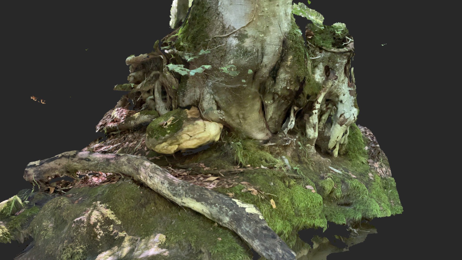 tree roots lidar scan - Download Free 3D model by zexell [56695f4 ...