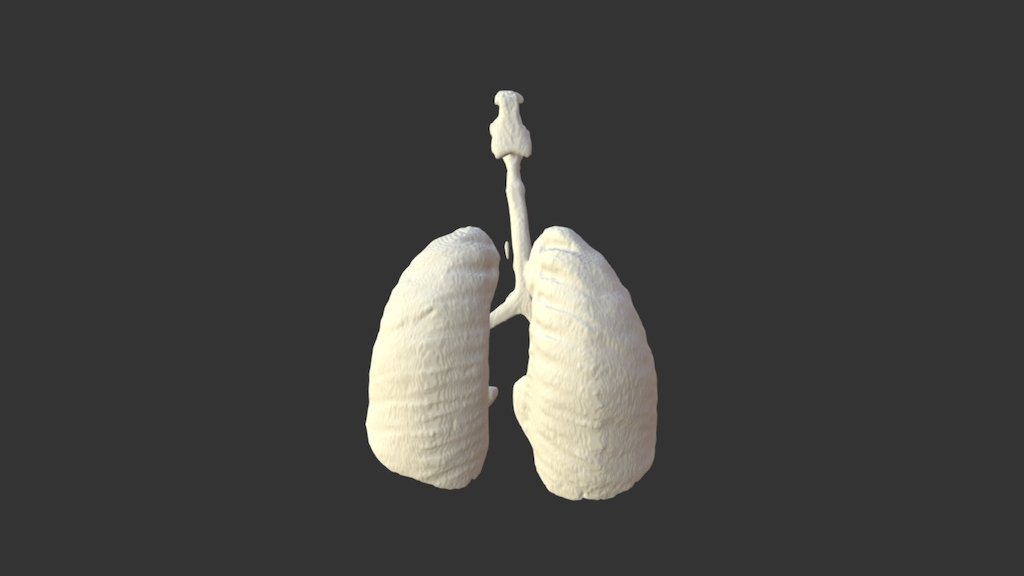 Pulmones / Lungs - 3D model by Juan Schilling (@jschilling) [566cc44 ...