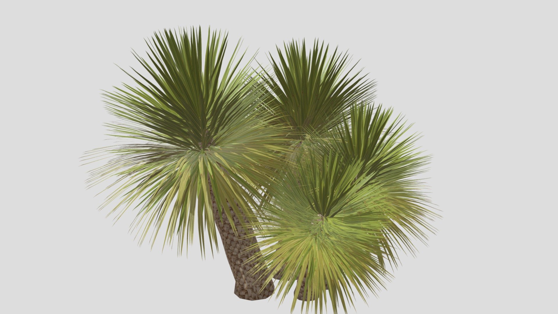 Yucca Plant 3 - 3D model by LocalPlantSupply [56711ef] - Sketchfab