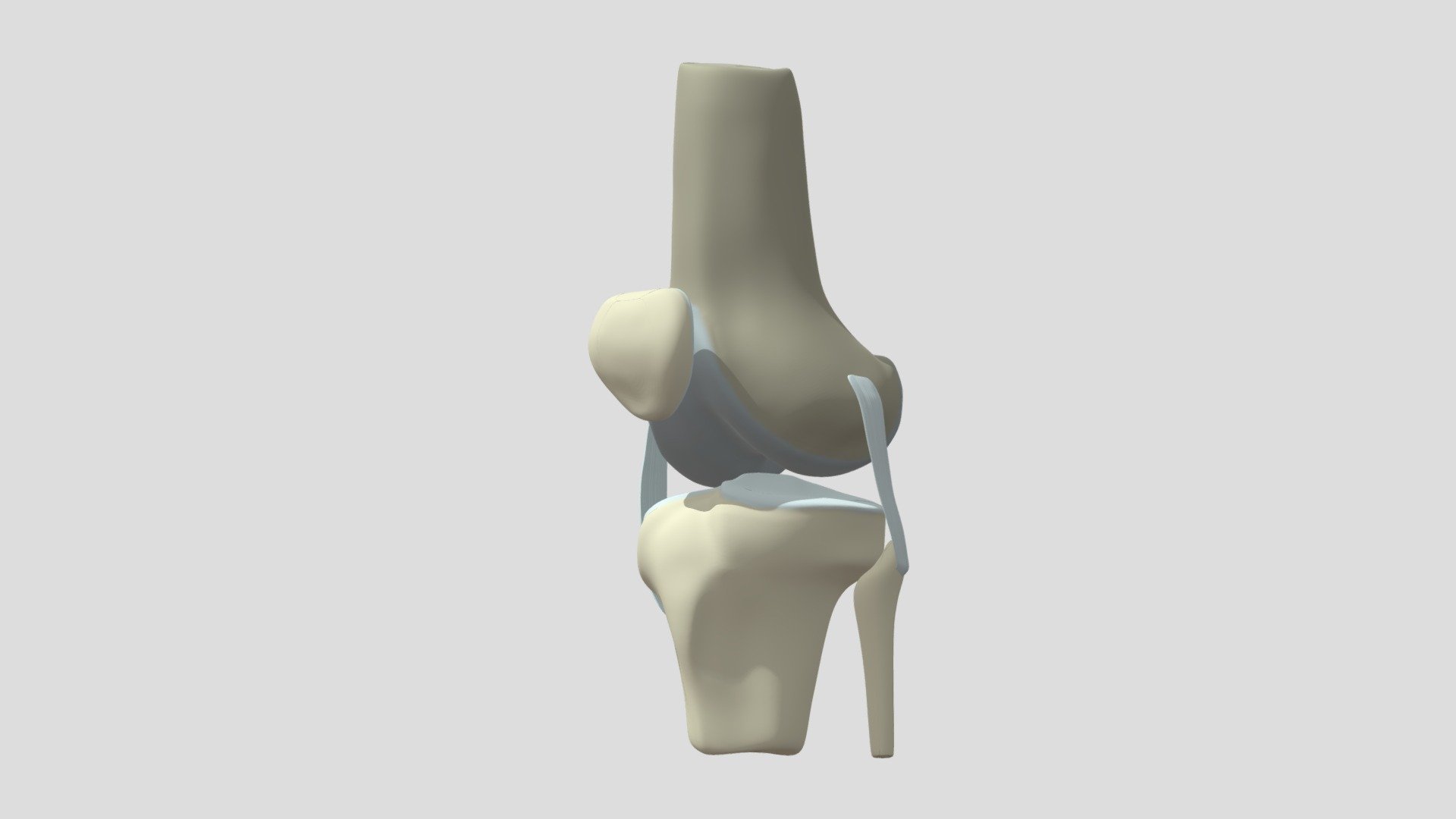 Knee-Joint - 3D model by dorothychen [5674f87] - Sketchfab