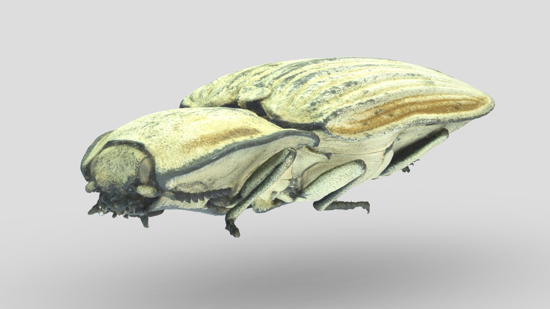 C. erythroloma - Portoviejo, Ecuador - 3D model by PUCE Inv3rtebraDos ...