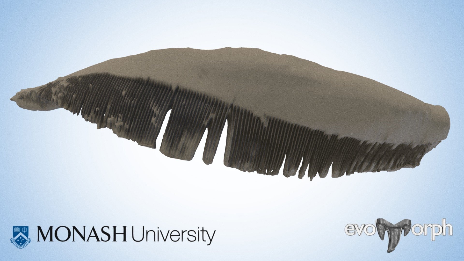 Baleen from a juvenile Pygmy Right Whale - 3D model by Evans EvoMorph ...