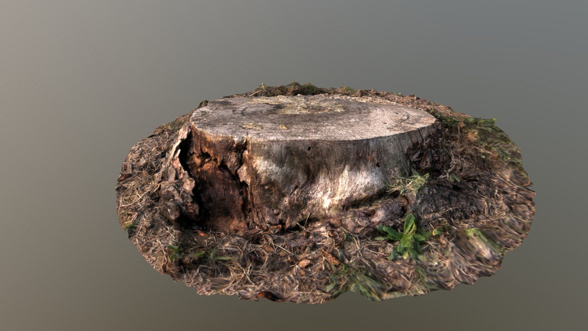 Tree Trunk - 3D model by Davi (@Davi_Pica) [567c6f2] - Sketchfab