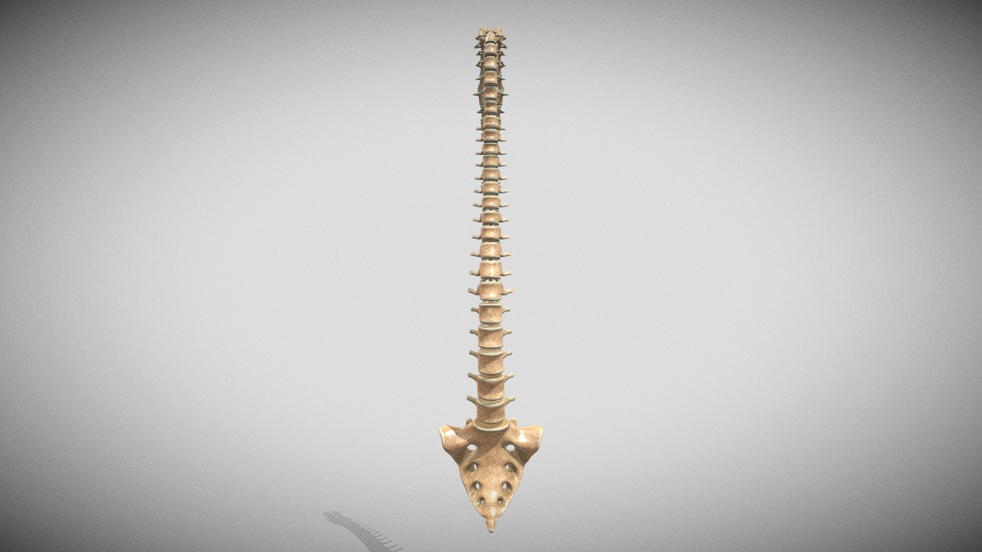 spine middle poly - Buy Royalty Free 3D model by spartankaKst [5680933 ...