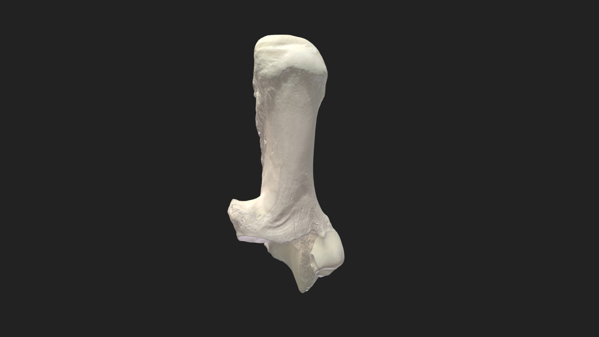 heel bone (calcaneus) goat - 3D model by vetanatMunich [5683e09 ...