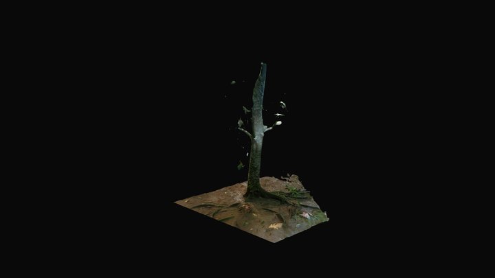 Breadfruit 3D models - Sketchfab