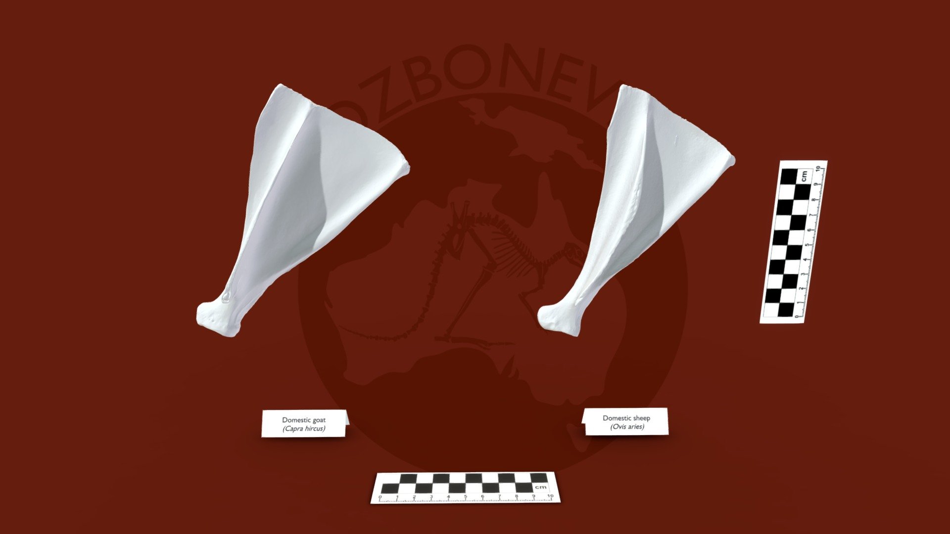Sheep and goat scapula - 3D model by Ozboneviz [568b2ef] - Sketchfab