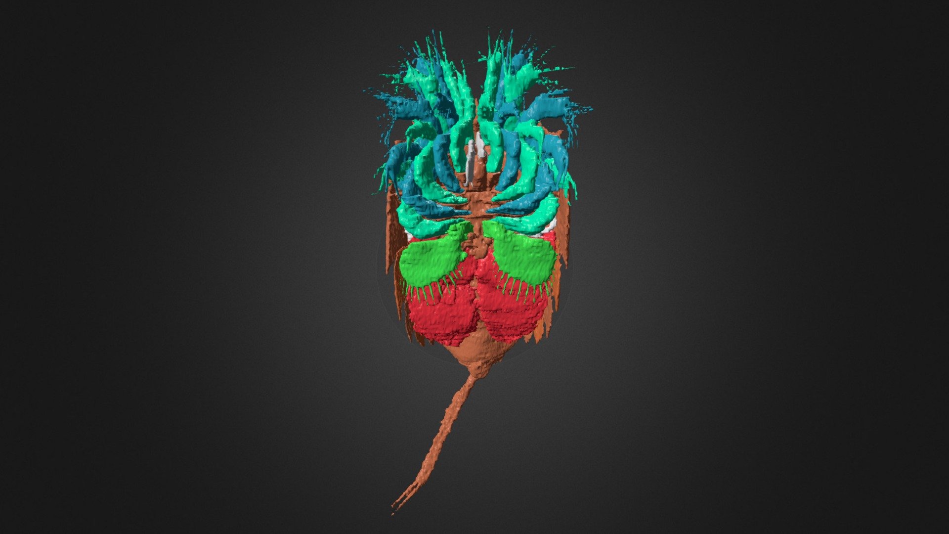 Offacolus kingi - 3D model by Imran Rahman (@virtualfossils) [569e075 ...