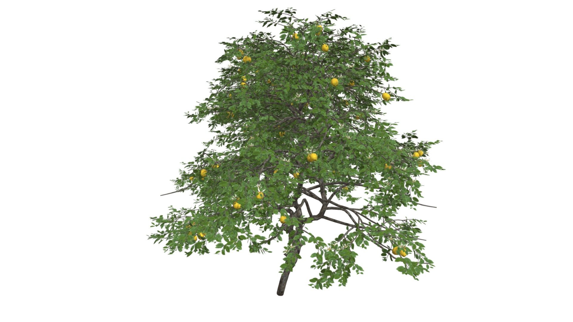 Lemon Tree #03 - Buy Royalty Free 3D model by meshshape [569ed4a ...