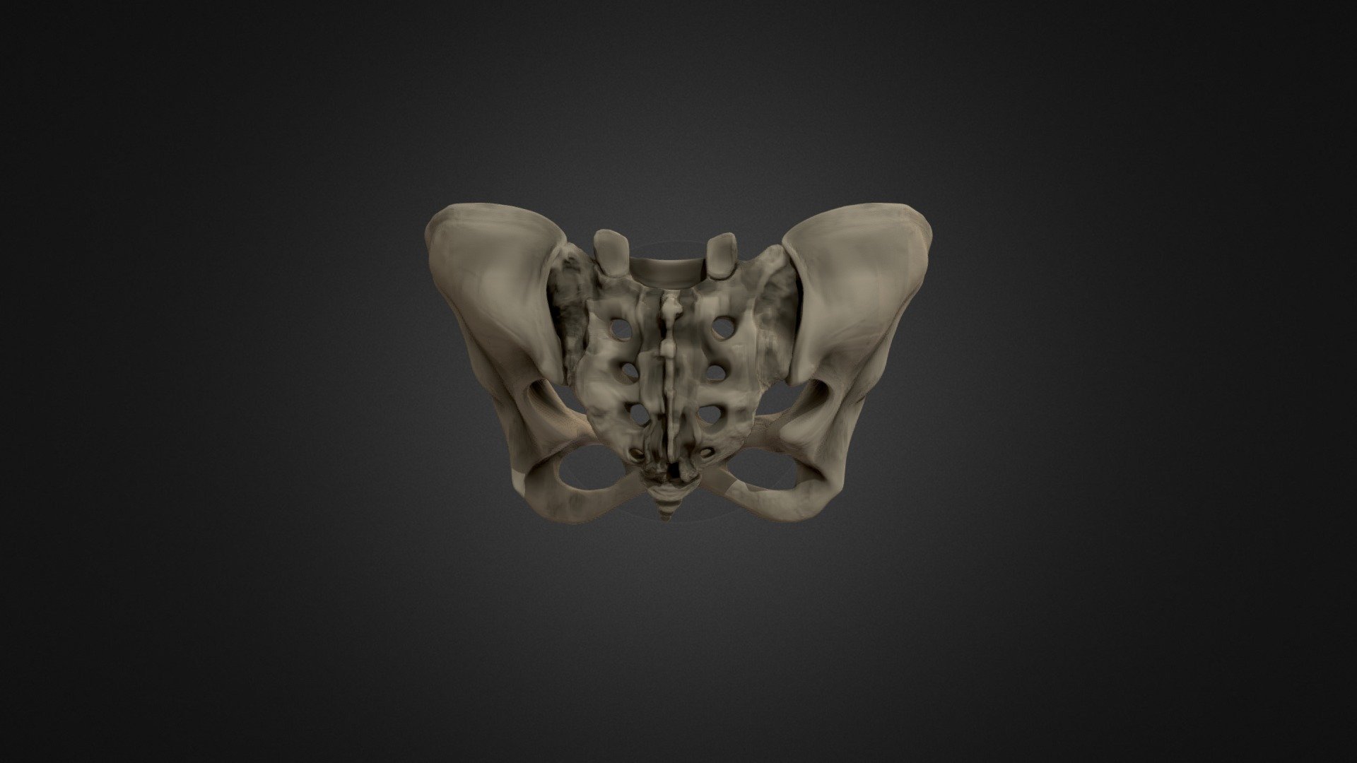 Pelvis Anatomie 3D presentation - 3D model by sidout45 [569fa5f ...