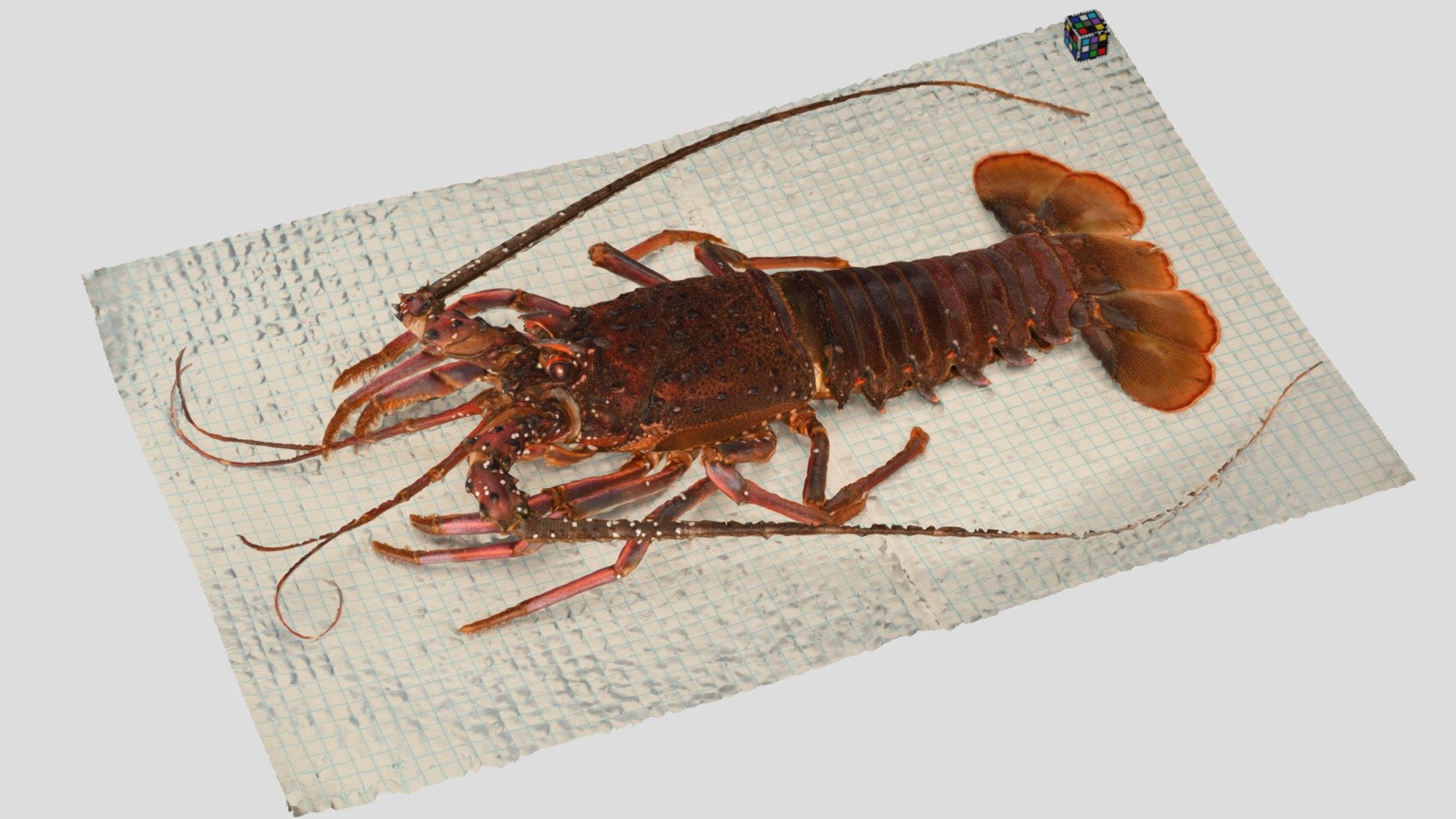 イセエビ Japanese spiny lobster, Panulirus japonicus - Download Free 3D ...
