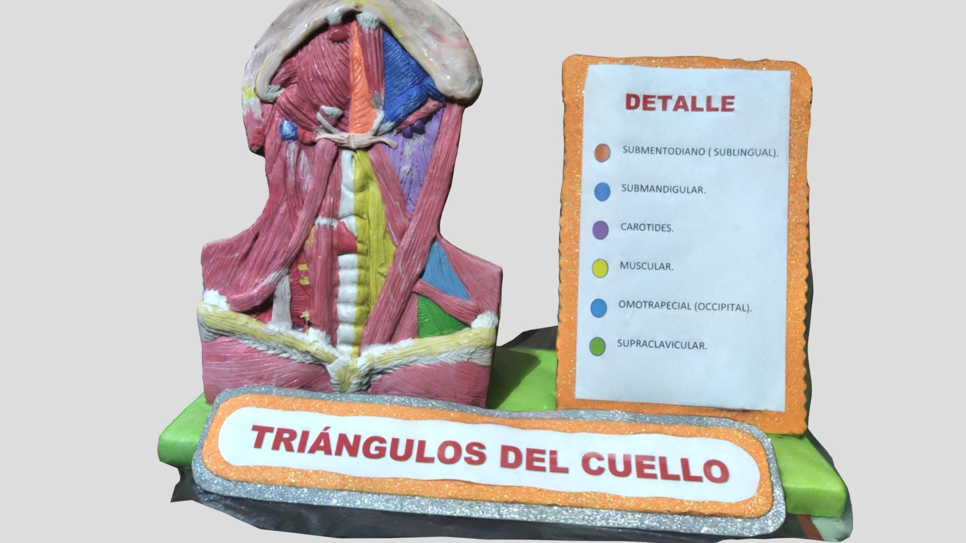 Anatomía del cuello - 3D model by Emily Córdova (@EmilyCordova ...