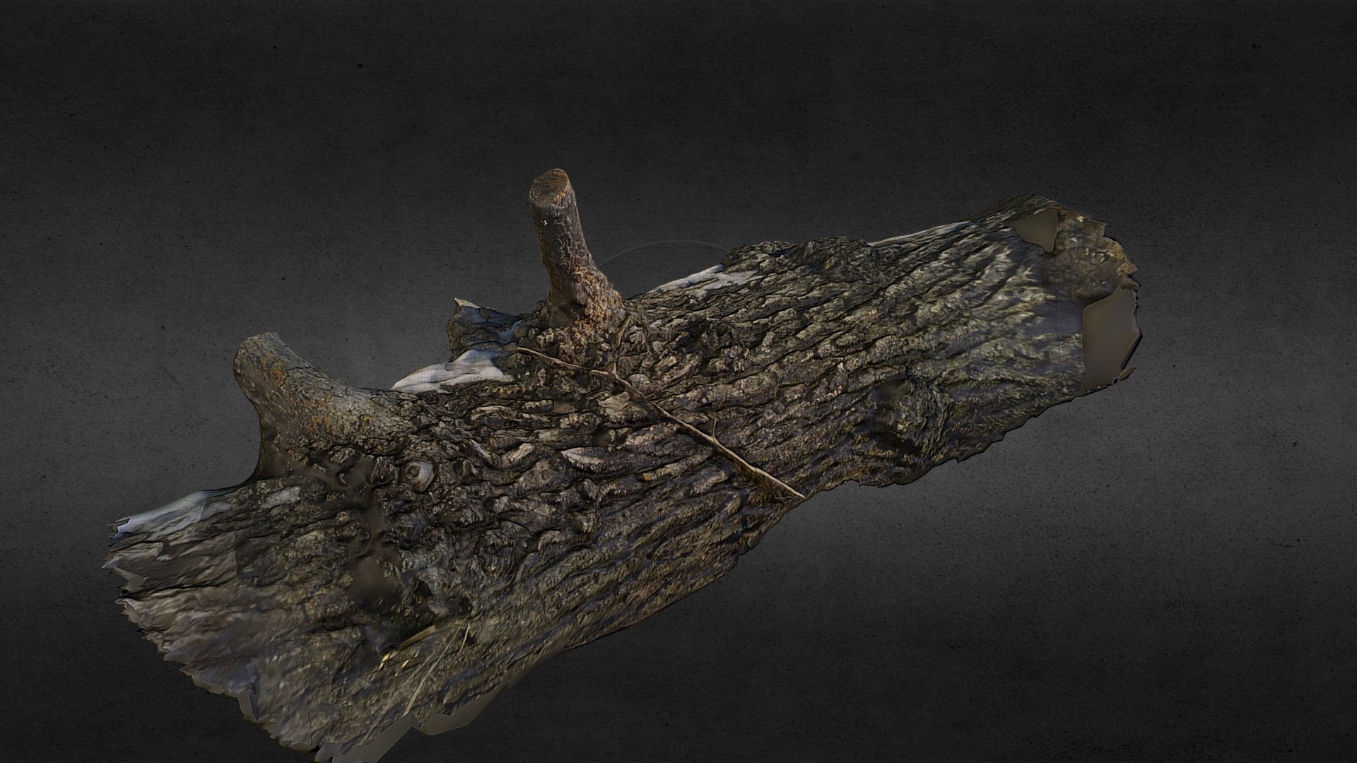 Fallen tree 3D scan, with lichen and snow - Download Free 3D model by ...