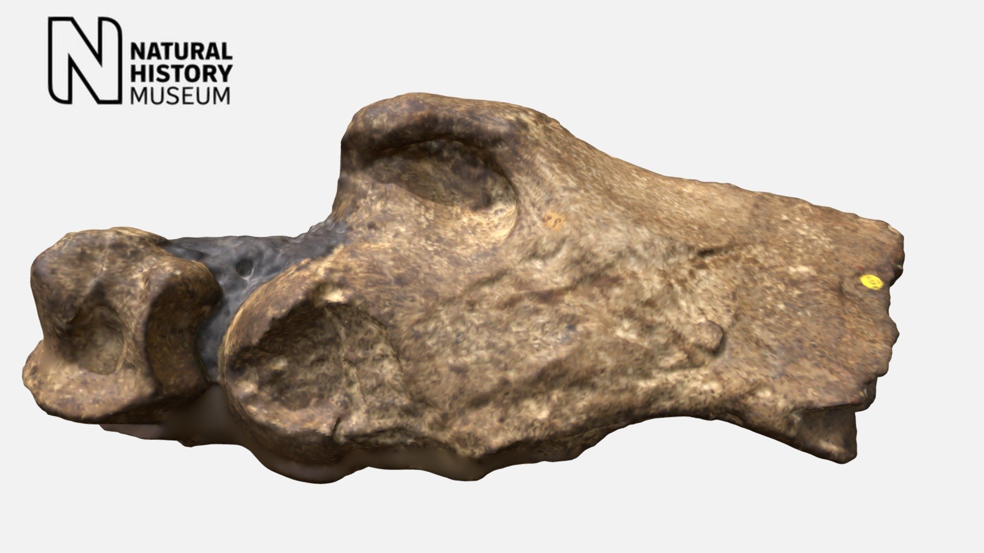 Scelidotherium leptocephalum - cast of femur - Download Free 3D model ...