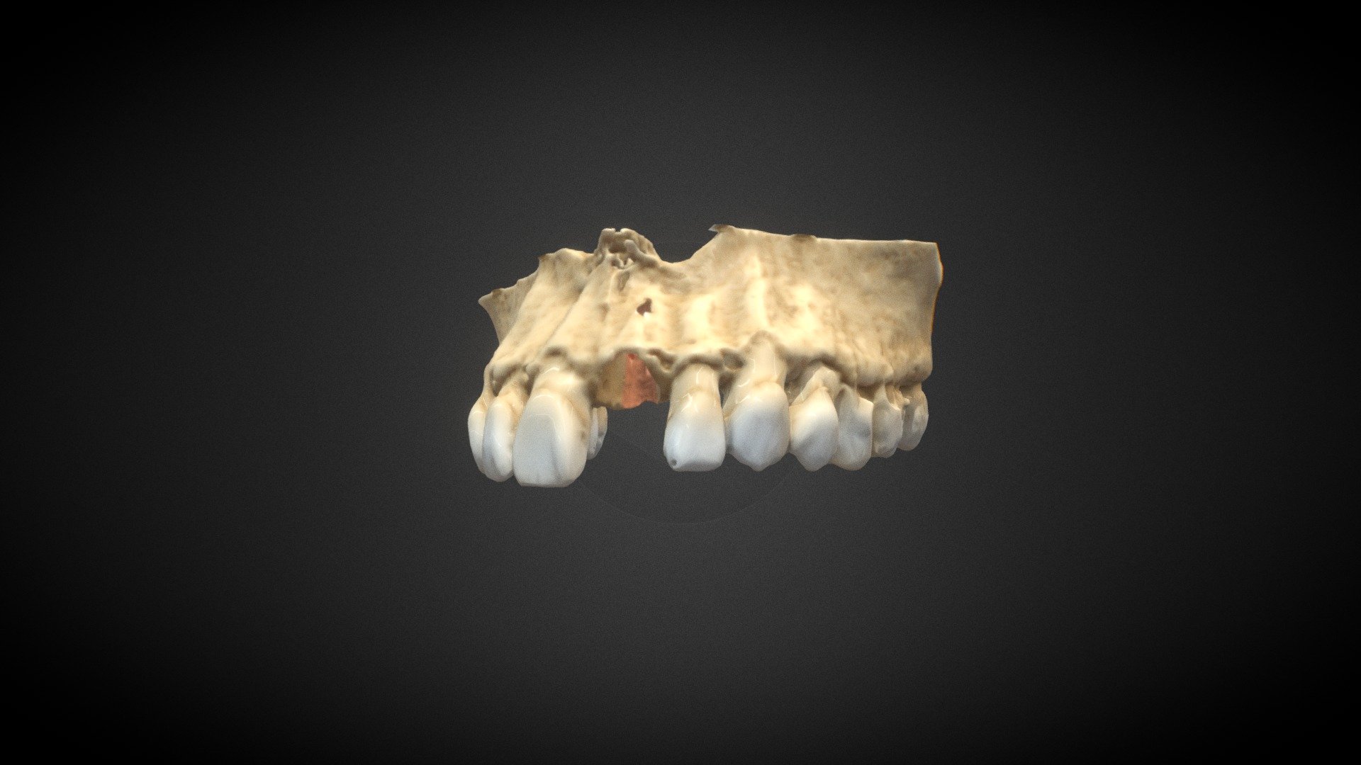 Bone view - 3D model by ProfeelLau [56b1484] - Sketchfab
