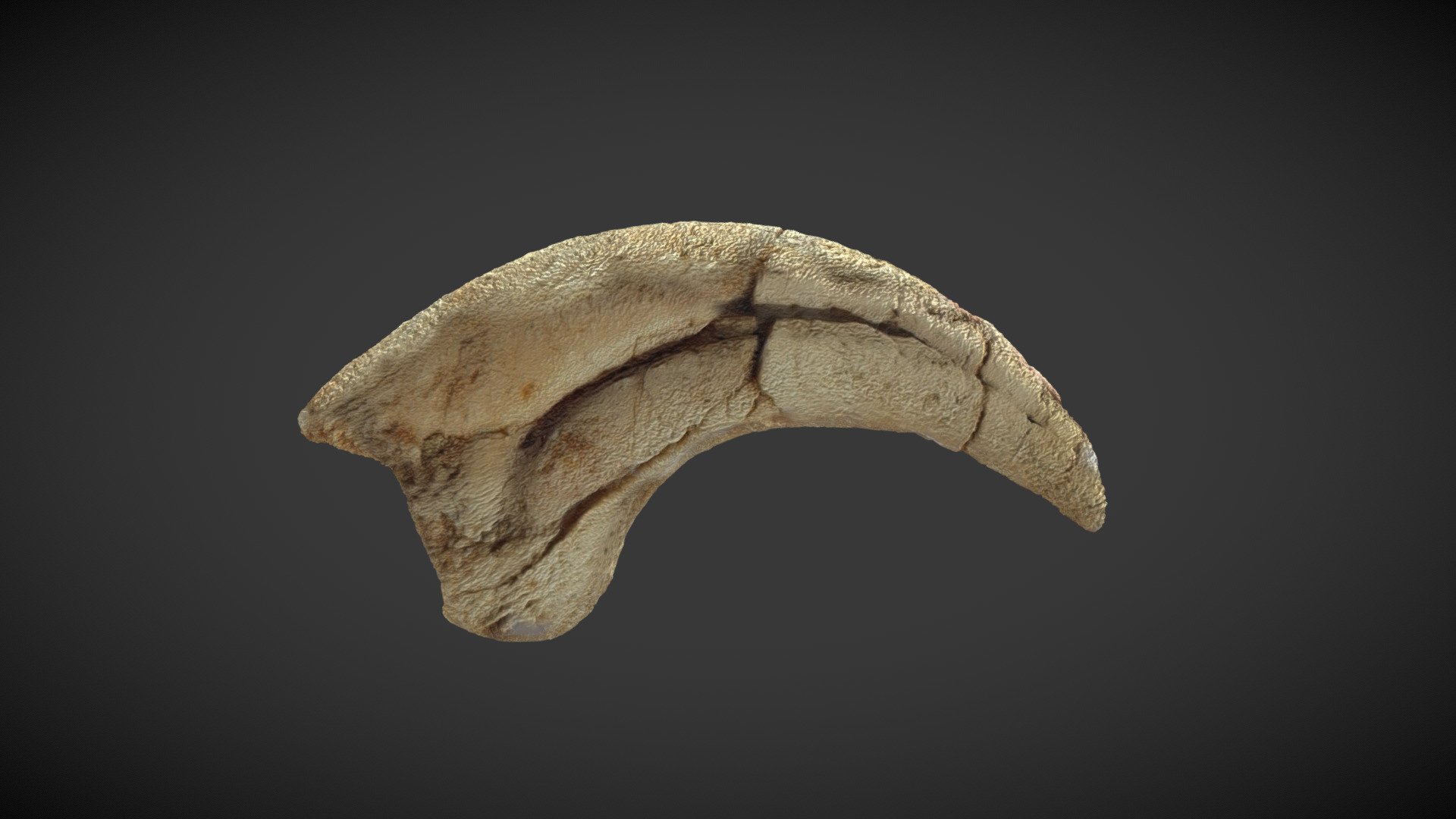 Oviraptor claw - 3D model by Peter Nox (@Peter.Nox) [56b5db6] - Sketchfab