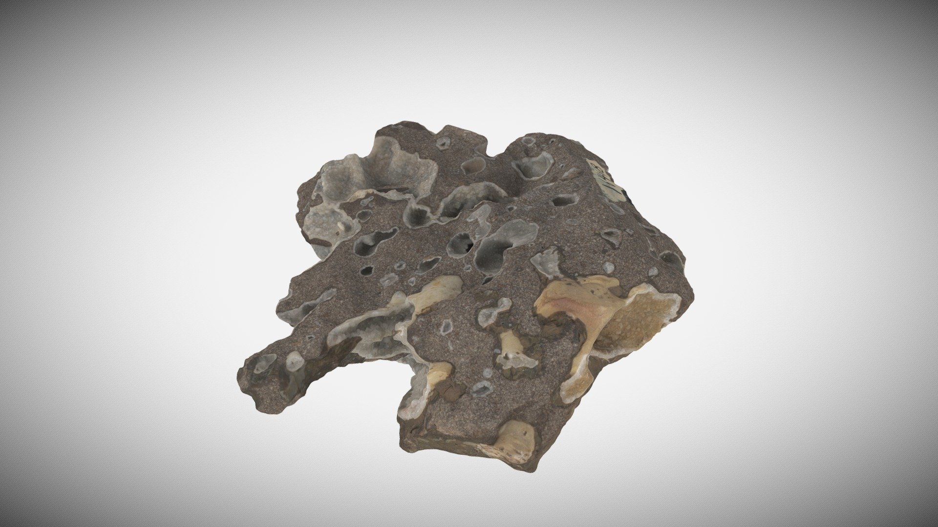 Amygaloidal Olivine Basalt - Download Free 3D model by Harvard Library ...