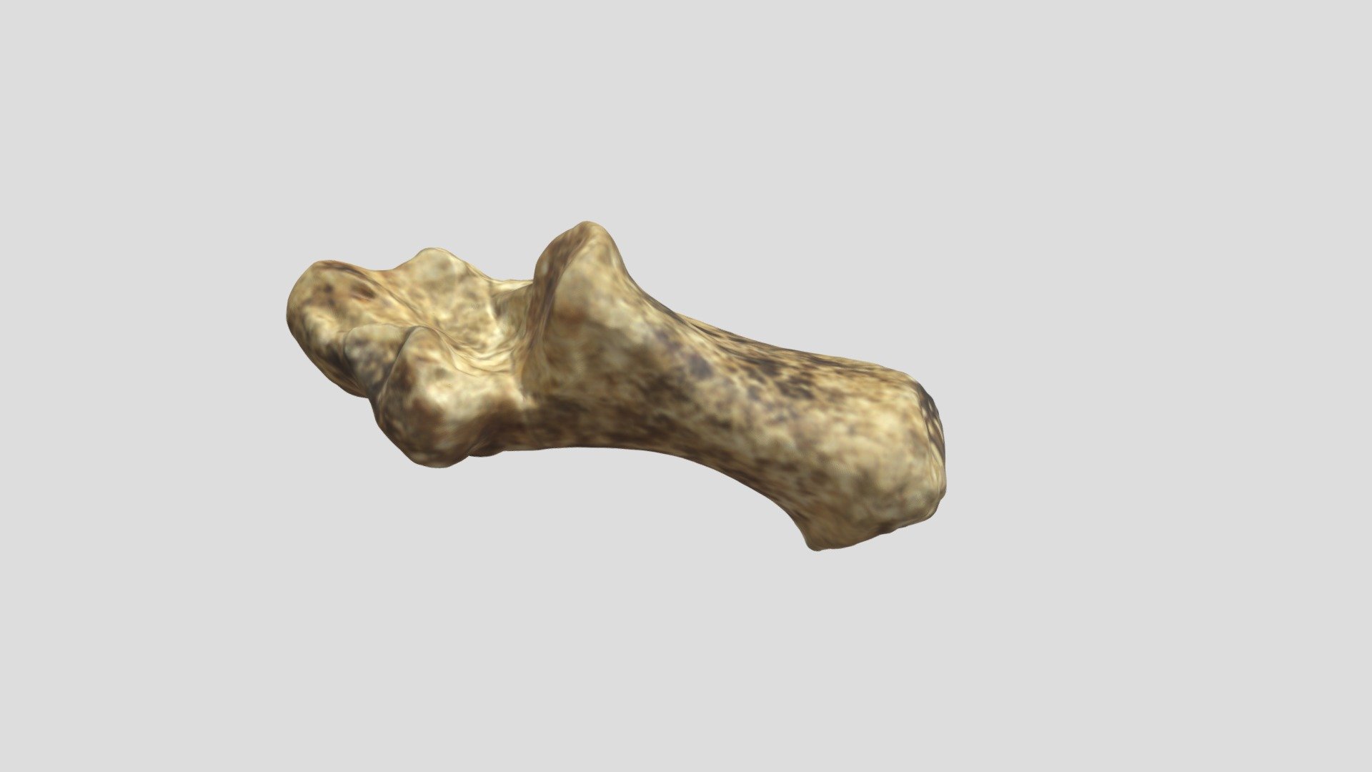 Camelops Hesternus Calcaneus (VCU_3D_4722) - 3D model by Virtual ...