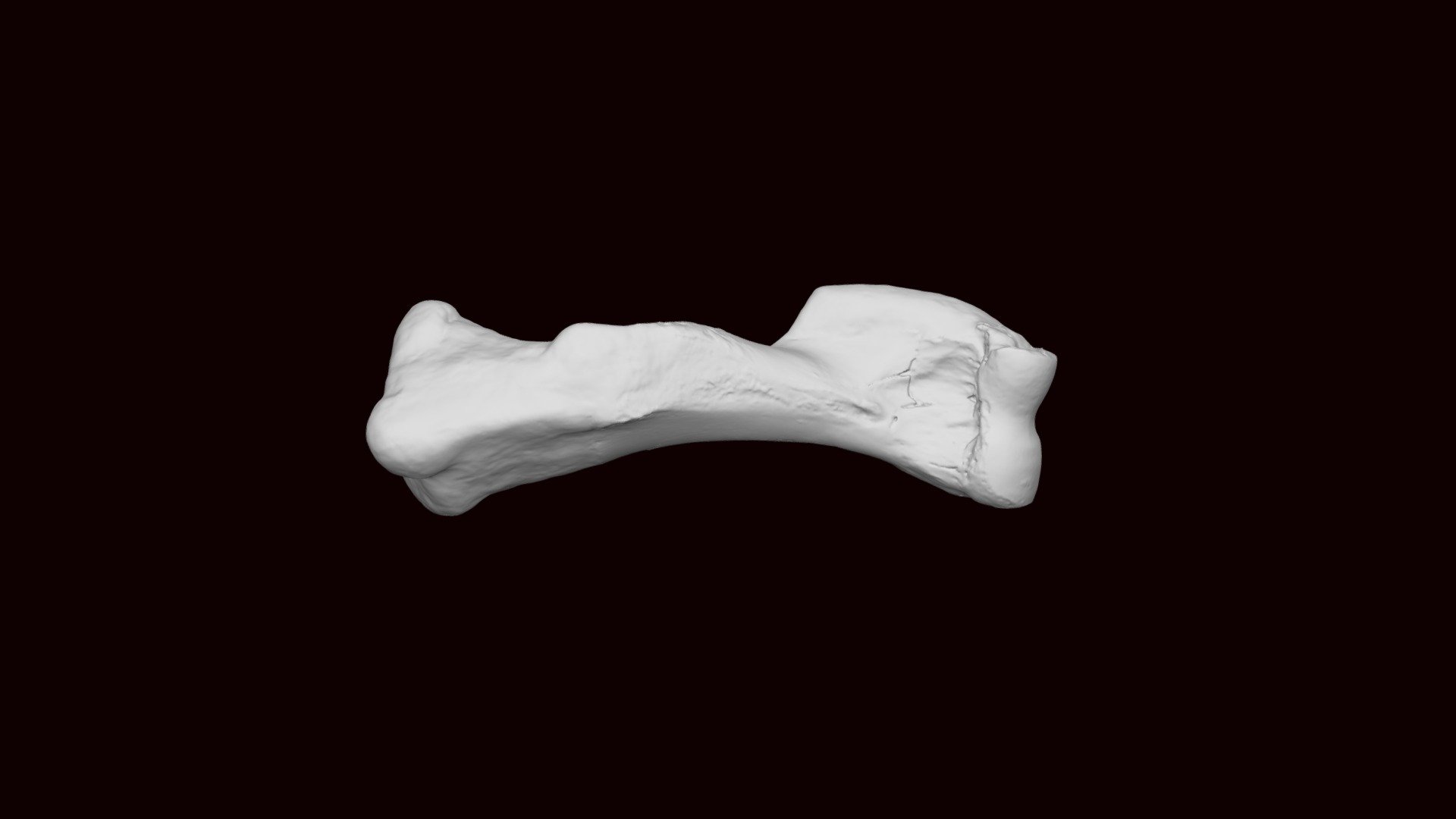 Mastodon humerus, reconstructed (VCU_3D_8644) - 3D model by Virtual ...