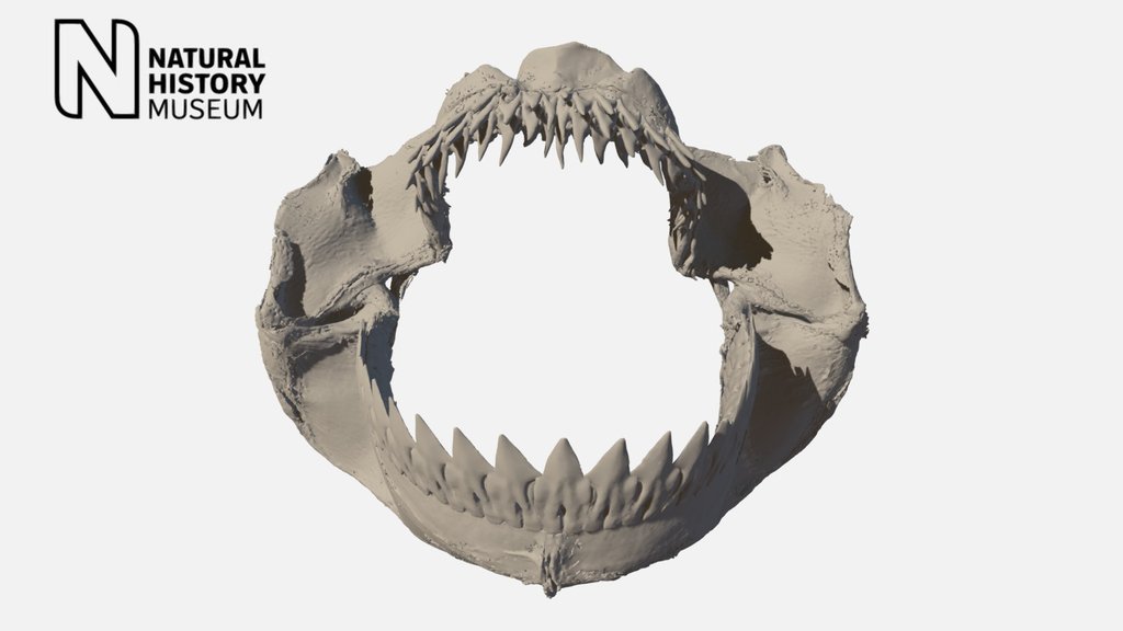 dinosaur fossil research - A 3D model collection by emonboobis - Sketchfab