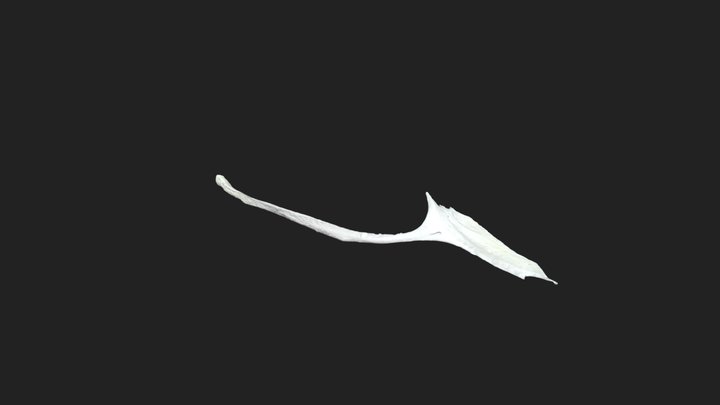 Jugal_bone 3D models - Sketchfab