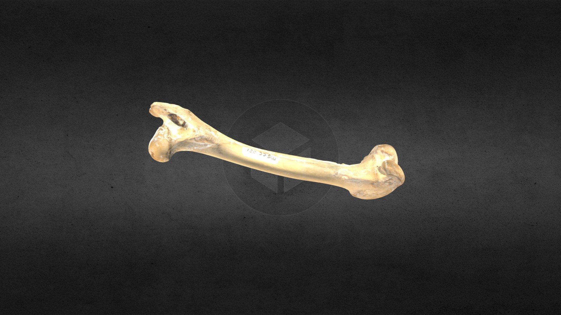 MSCC051 Antilocapra americana Right Femur - Download Free 3D model by ...
