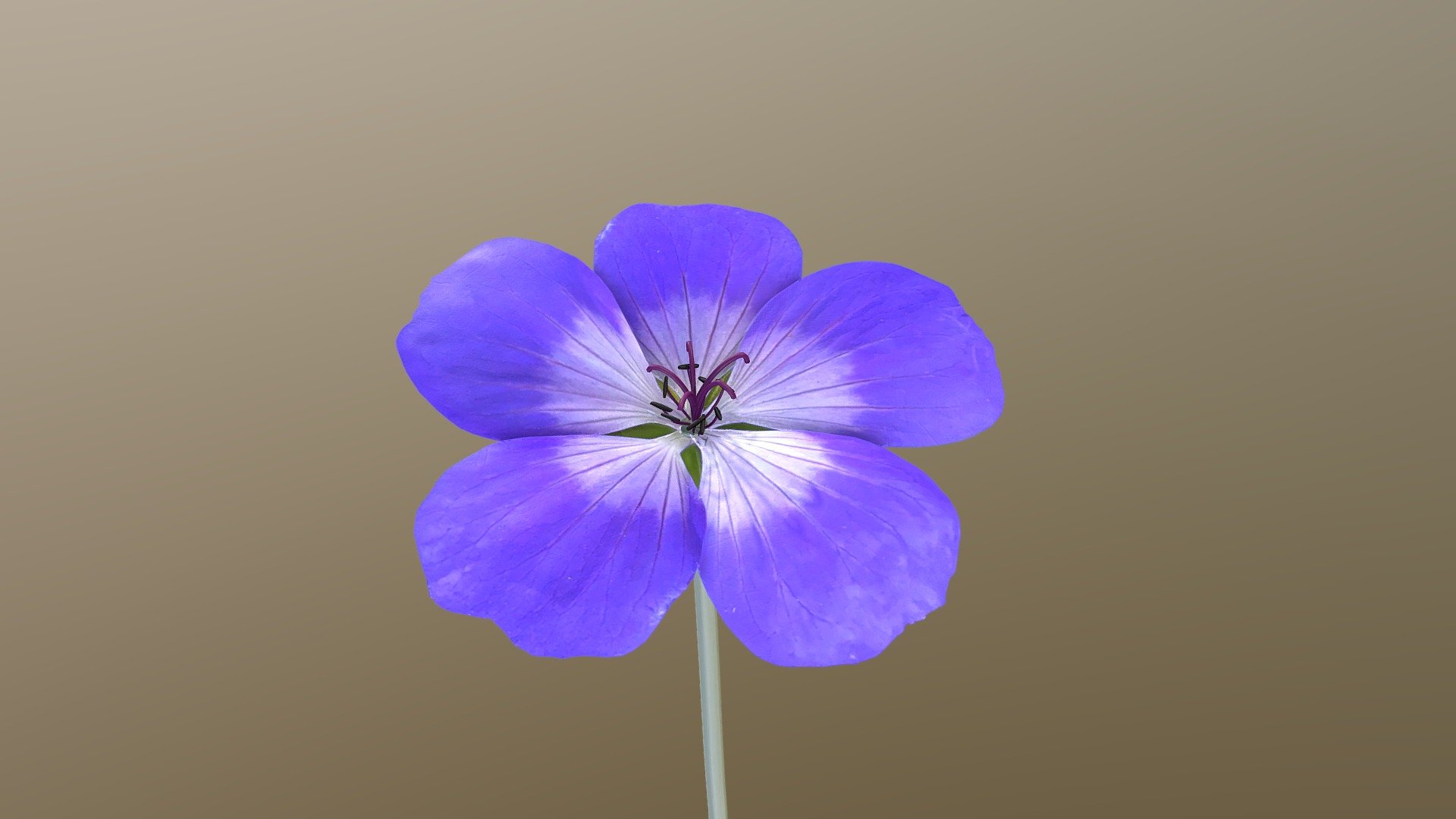 Geranium Rozanne – Game-Ready 3D Flower - Download Free 3D model by ...