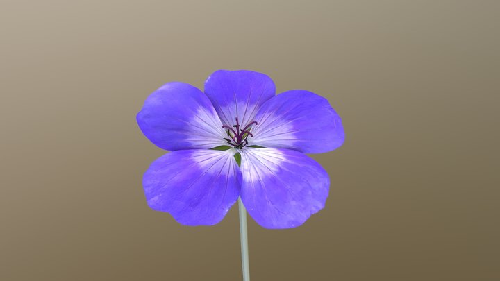Anther 3d Models Sketchfab
