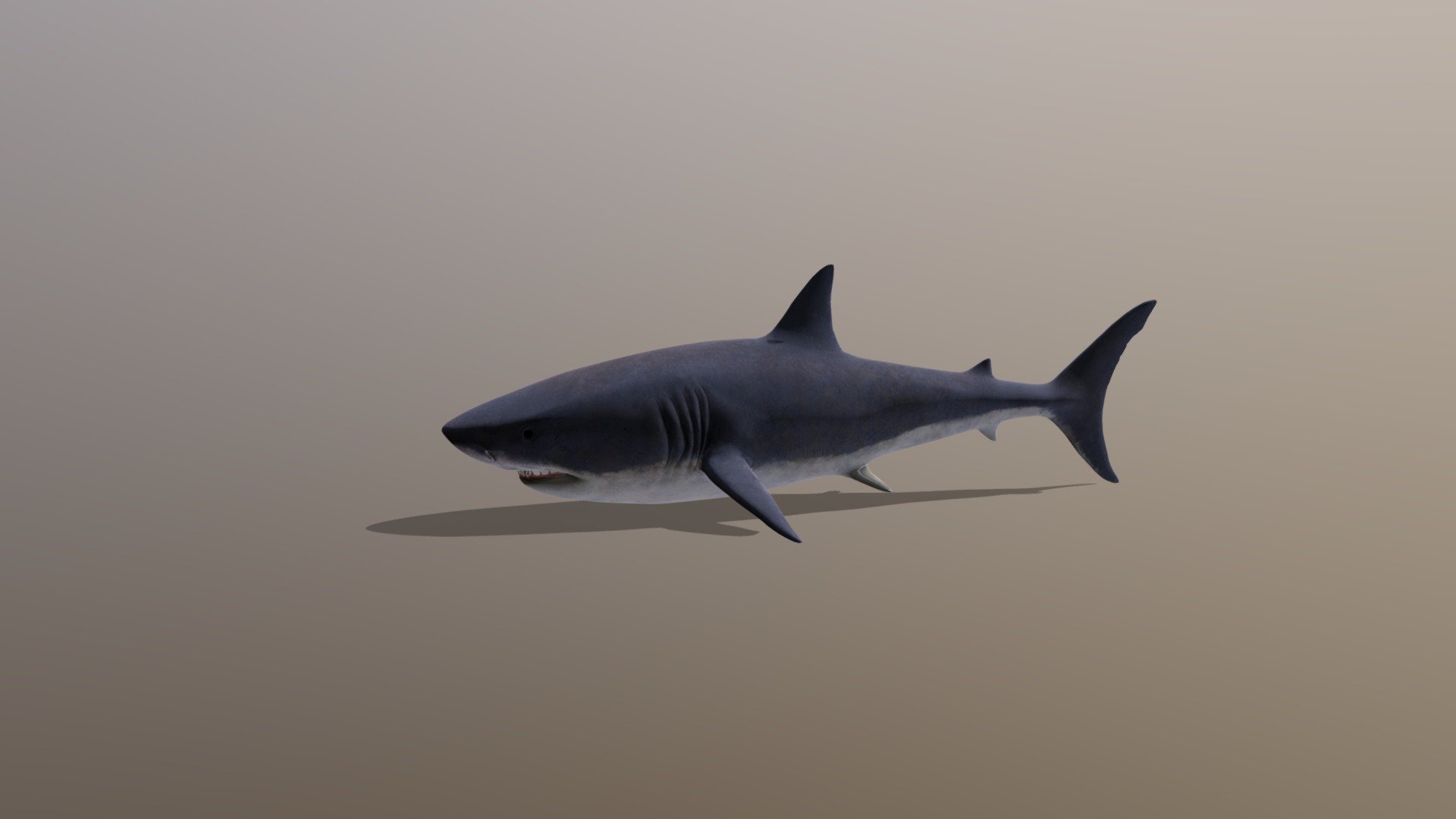 Shark - Download Free 3D model by SDPM Esare (@sdpm) [56dd4ed] - Sketchfab
