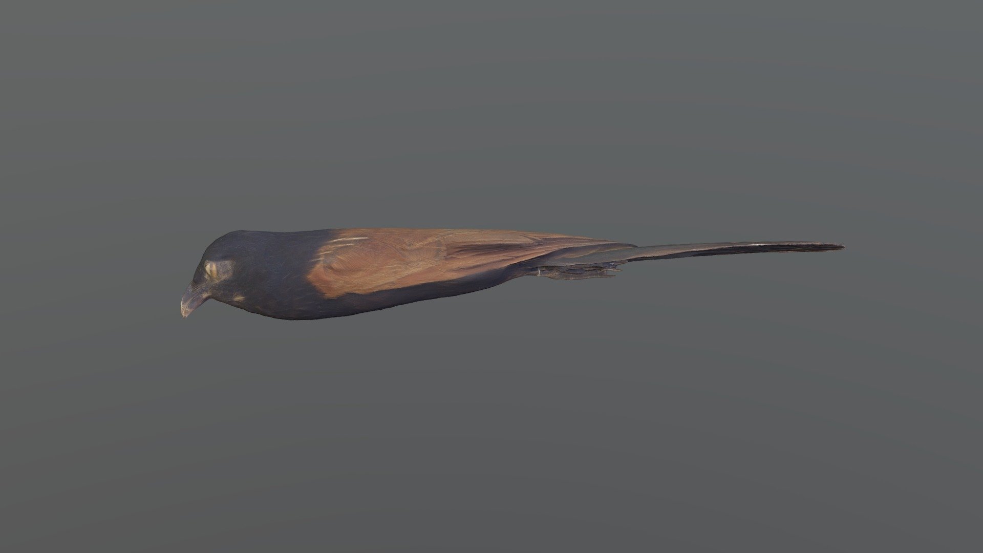 Lesser Coucal - Centropus bengalensis - Download Free 3D model by ...