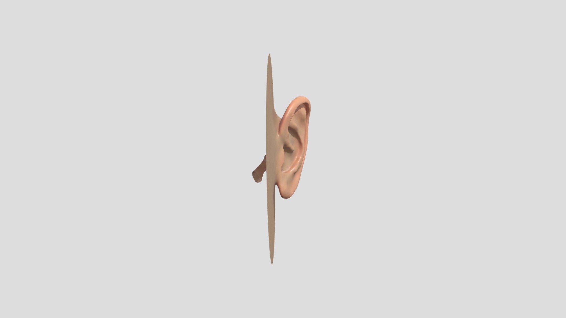 Ear - Download Free 3D model by mladenconcept [56df9a4] - Sketchfab