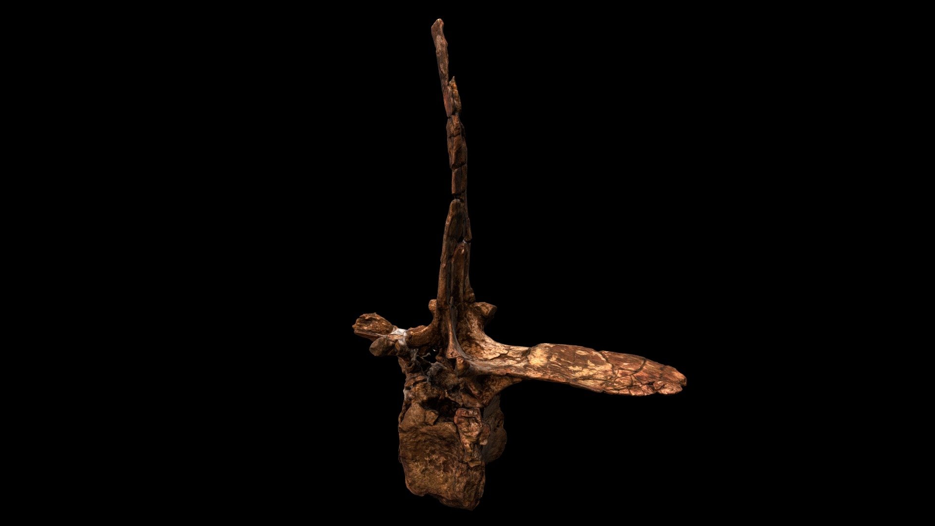 Ca4 - Spinosaurus aegyptiacus neotype - 3D model by Gabriele Bindellini ...