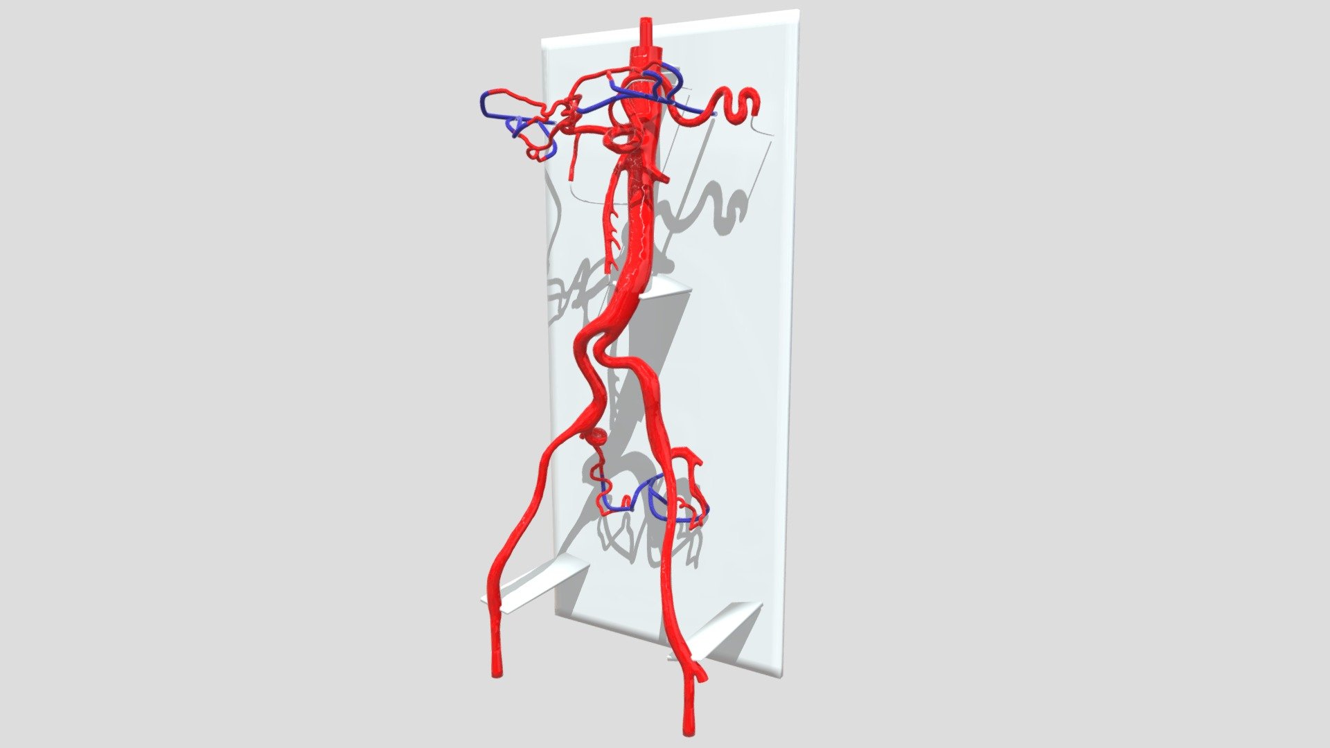 Abdominal Aorta Endovaslular Simulator - 3D model by Kuchumov [56e25fe ...