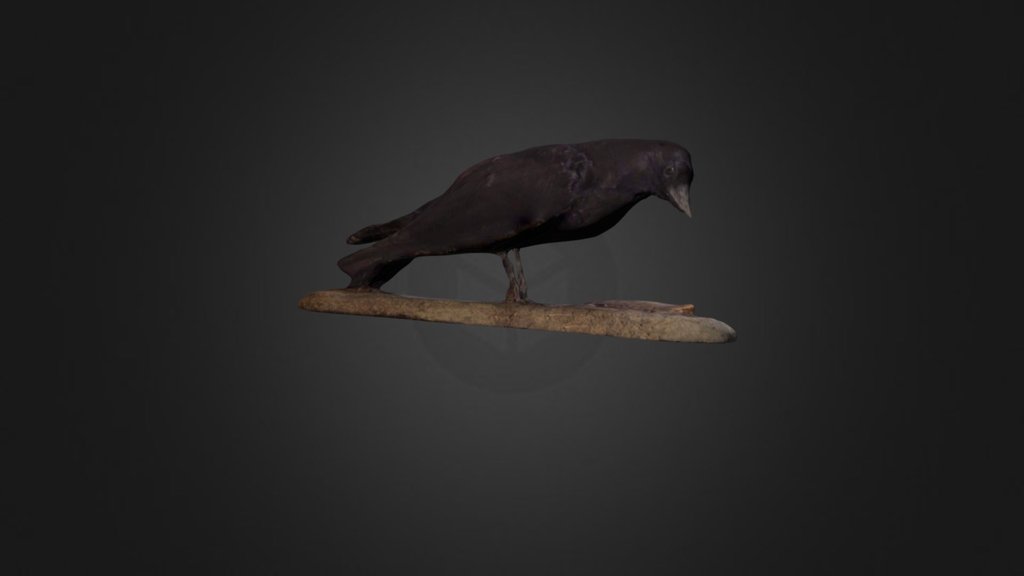 American Crow - Download Free 3D model by Innovation Studio (@cmp ...