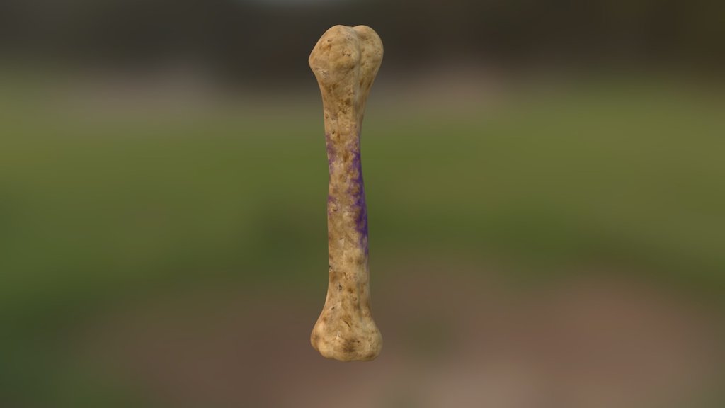 Rotting Marrow - 3D model by Dan Ingman (@skragathor) [56e917e] - Sketchfab