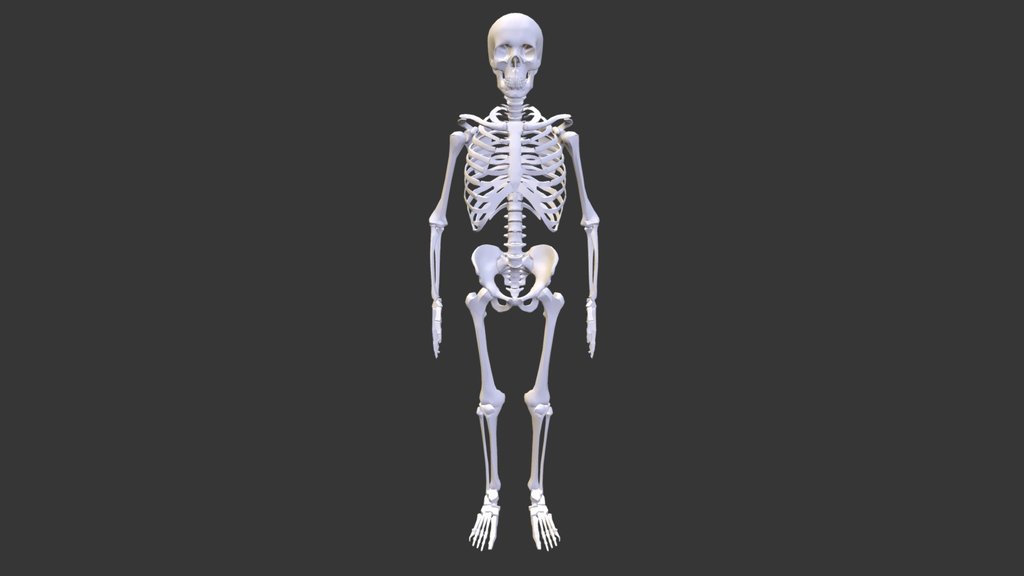Skelton - A 3D model collection by Soa.Yaser - Sketchfab