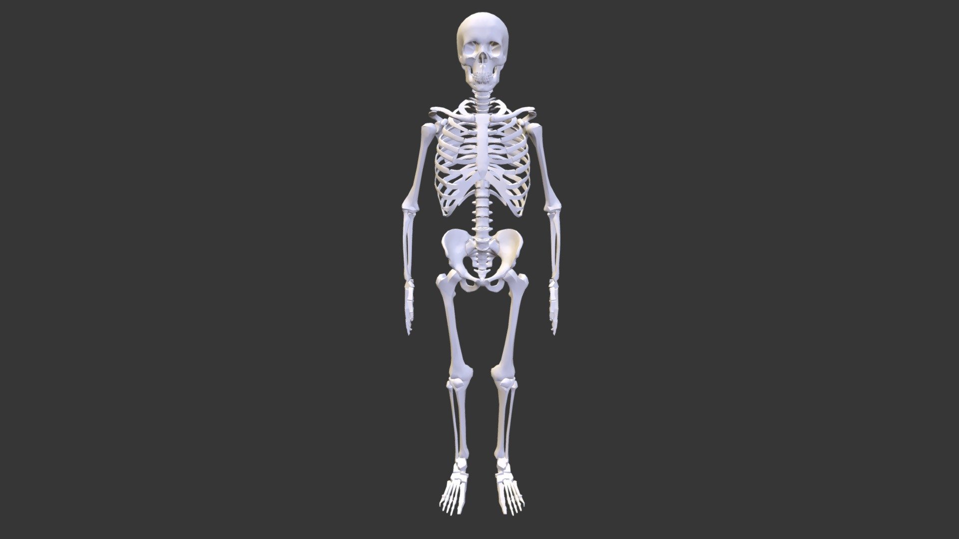 Skeleton - Download Free 3D model by Djordr [56efb34] - Sketchfab
