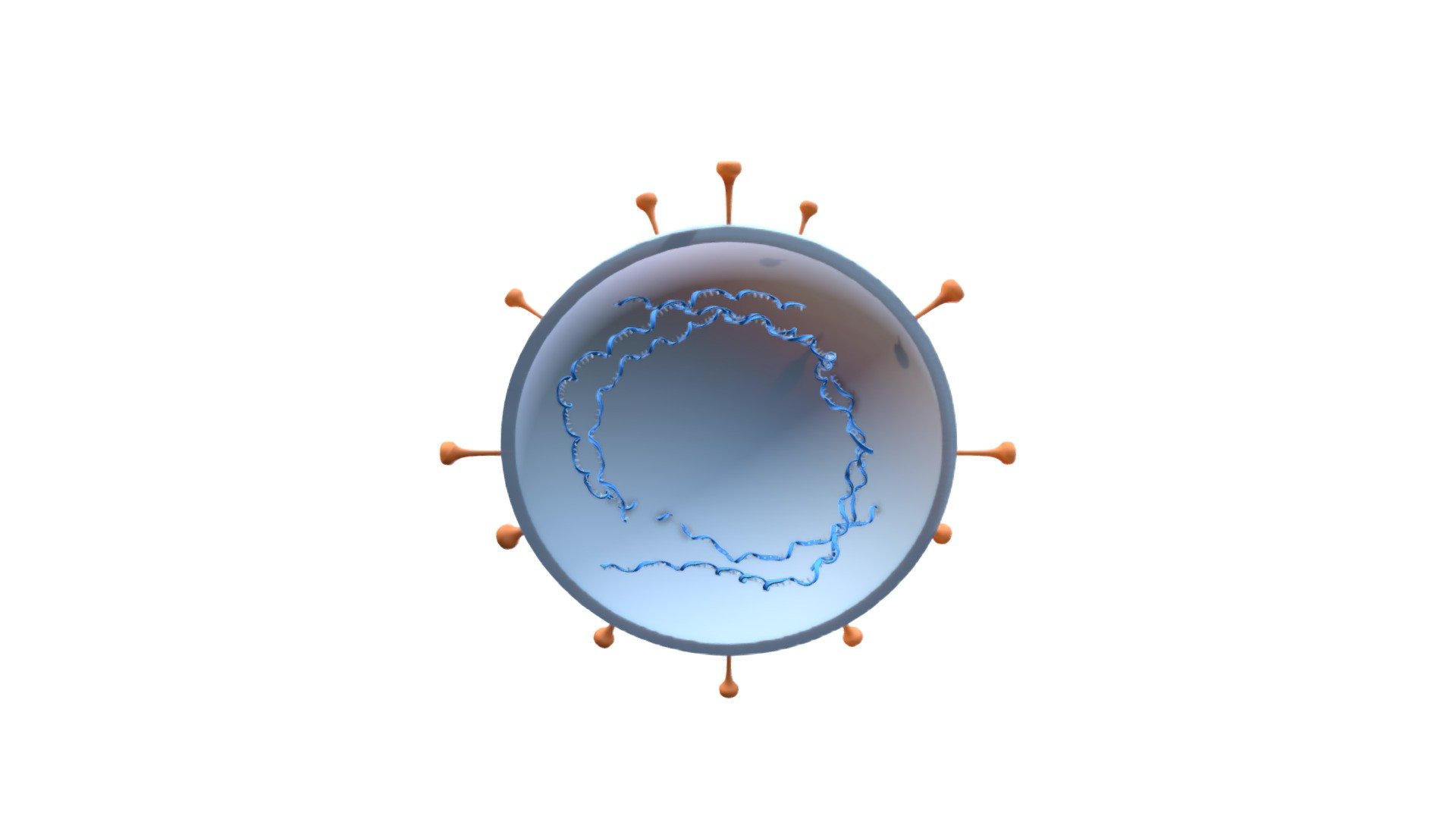 Coronavirus - 3D model by RCSI [56f1f82] - Sketchfab