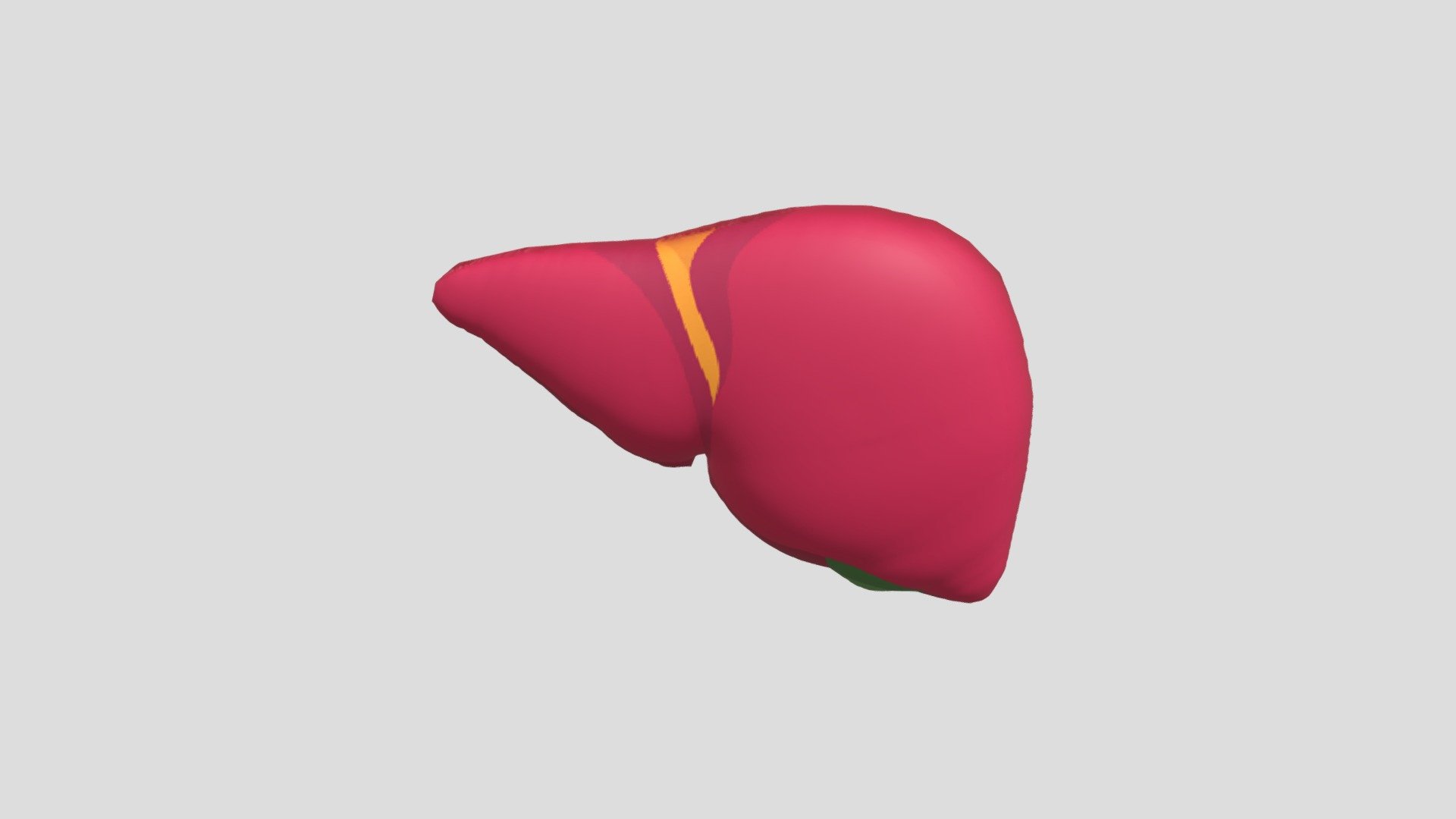 Liver - Download Free 3D model by dhimasadewo [56faf68] - Sketchfab