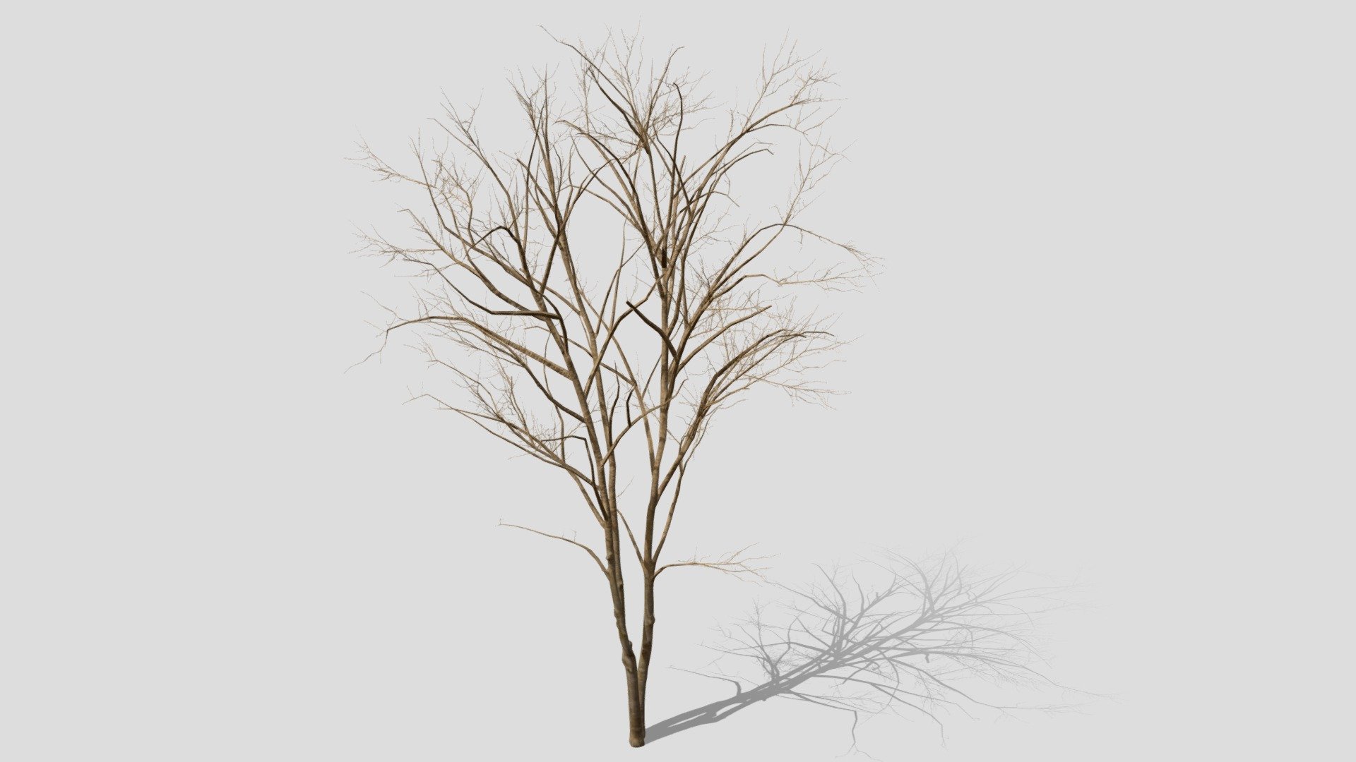 Dry Mountain Ash Tree - Buy Royalty Free 3D model by kambur [56fc0d4 ...