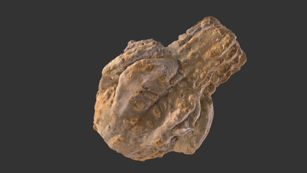 Cucurbita pepo Gremlins mix - 3D model by BernardG49 [56fcb6d] - Sketchfab