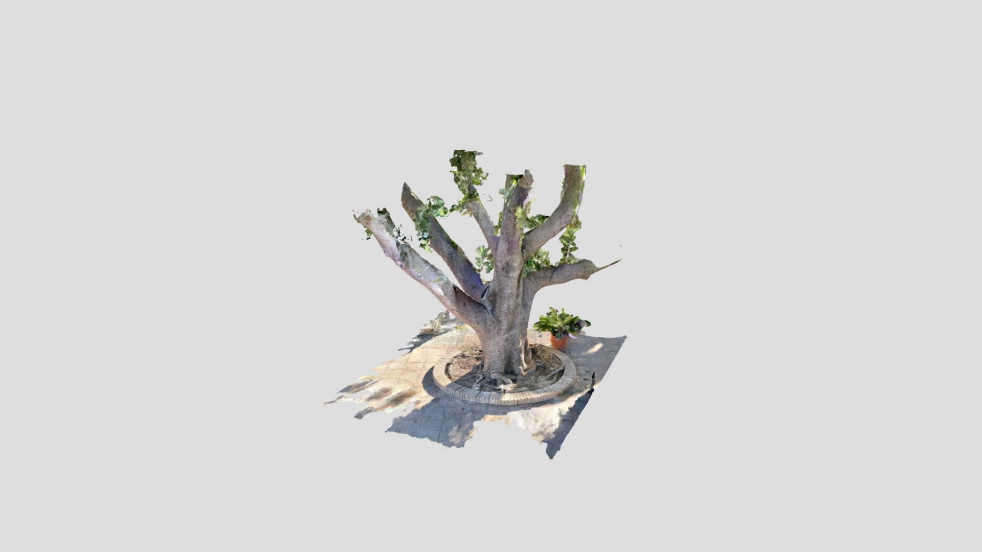 Tree - Download Free 3D model by Juanma.Liceras [56fe2a7] - Sketchfab