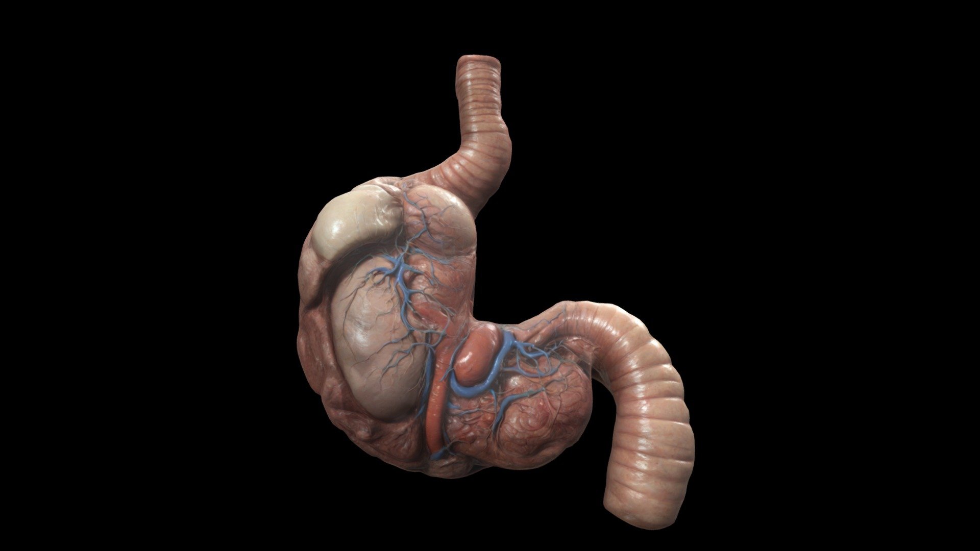 Stomach - Organ - Download Free 3D model by Trident.AI [56ffcd2] - Sketchfab