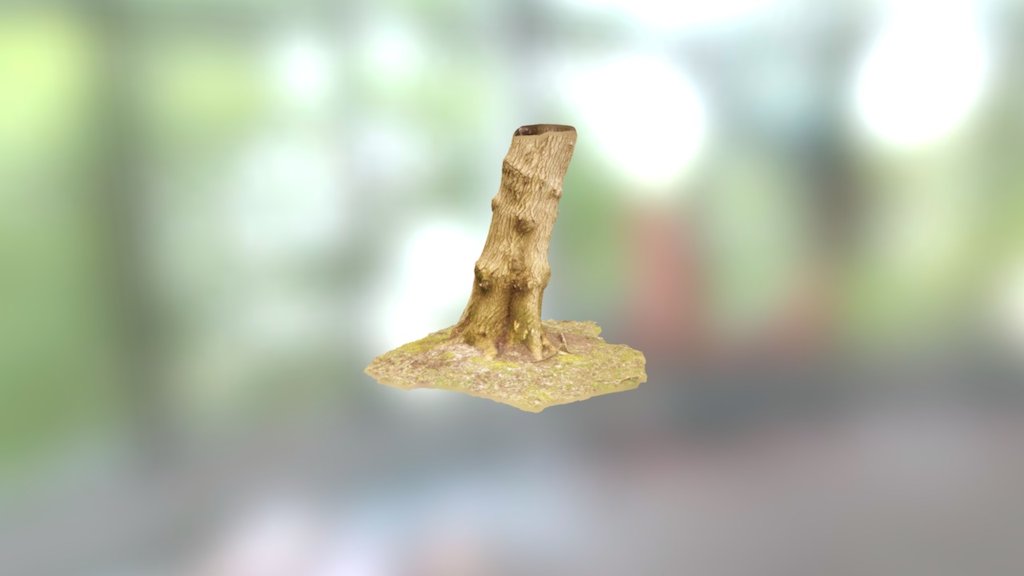 Tree Base Photogrammetry - 3D model by aduke [5702614] - Sketchfab