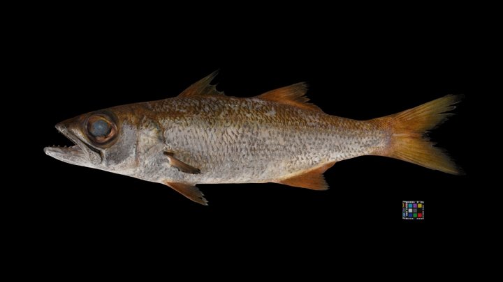 Gnomefish 3D models - Sketchfab