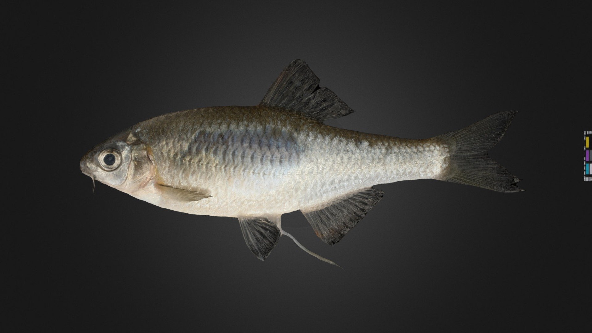 ヤリタナゴ ♀ Slender Bitterling, Tanakia lanceolata - Download Free 3D model ...