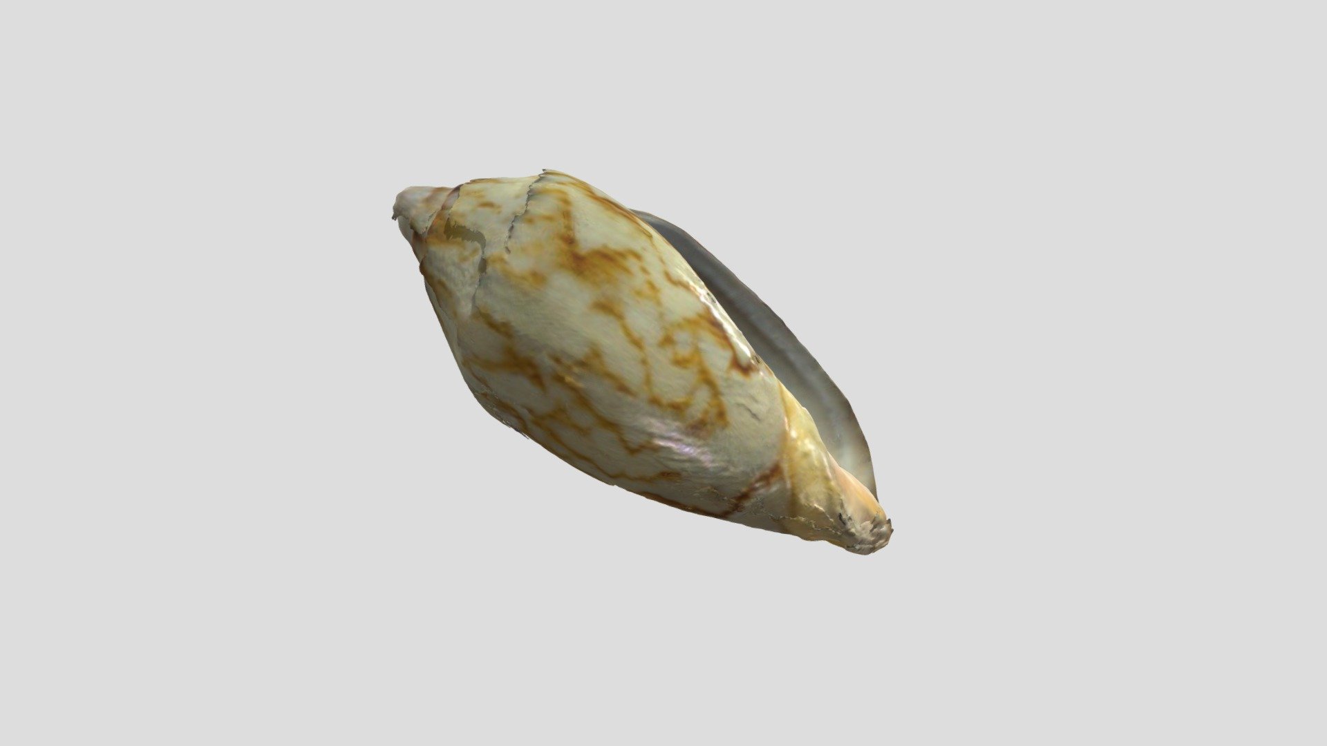 Shell 4 - 3D model by Aberdeen City Libraries (@AberdeenCityLibraries ...