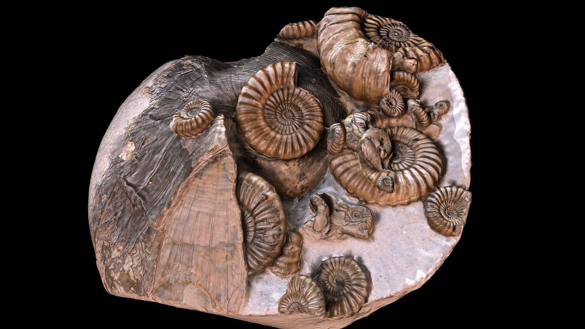 Large Nautilus nodule fossil from Charmouth UK - 3D model by ...