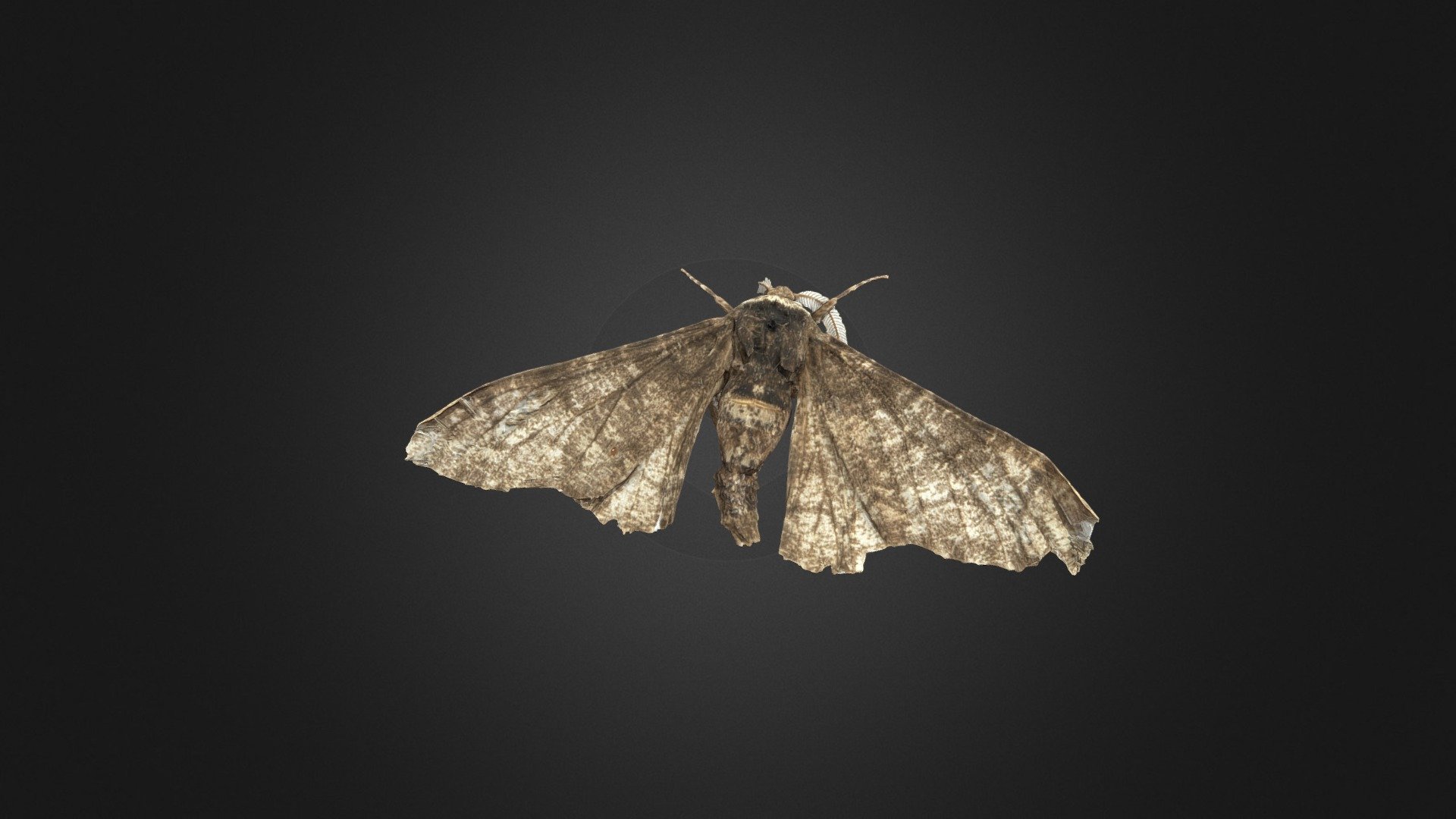 Peppered Moth - Download Free 3D model by University Libraries at ...